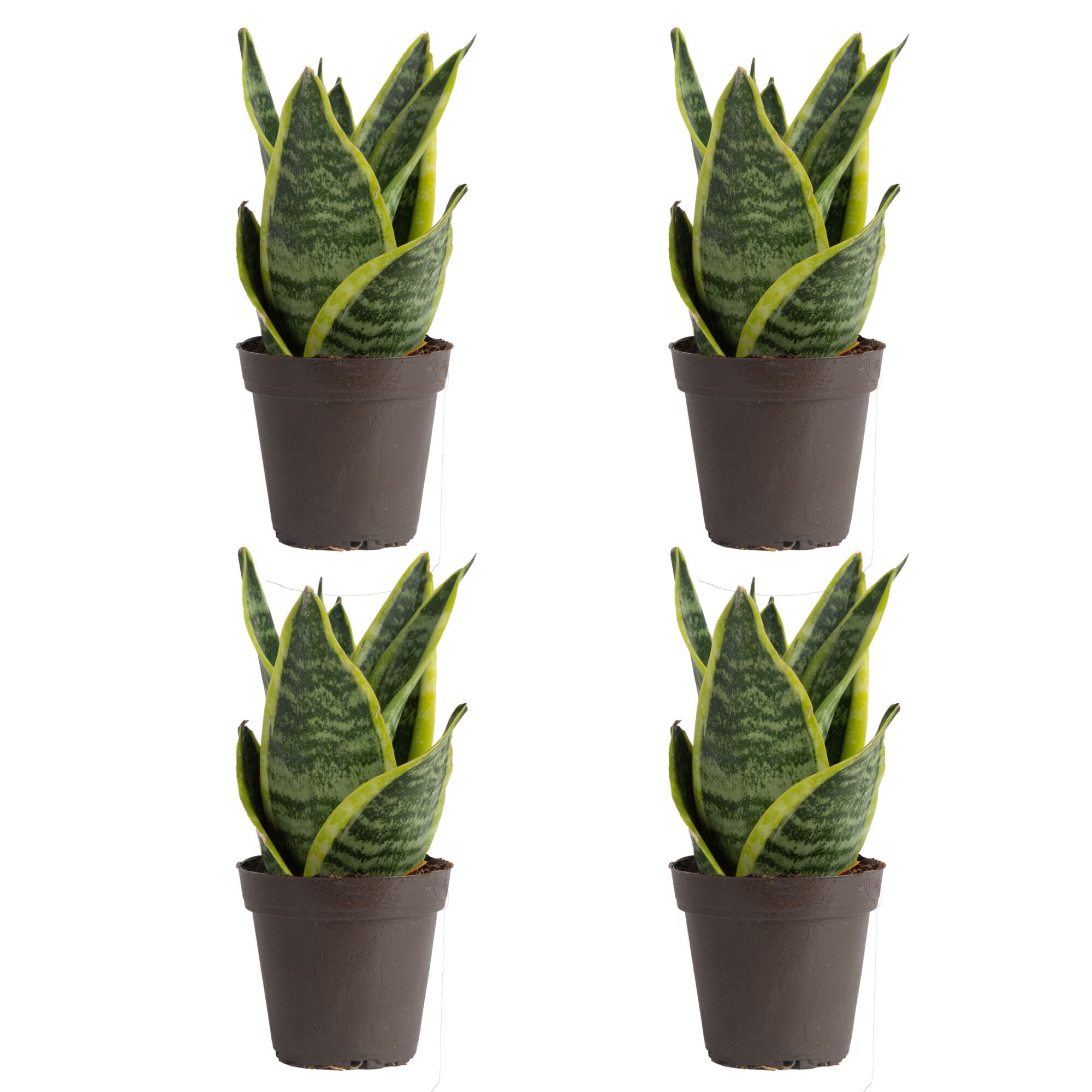 Costa Farms 8" Tall Exotic Angel Snake Plant Bright Indirect Sunlight ...