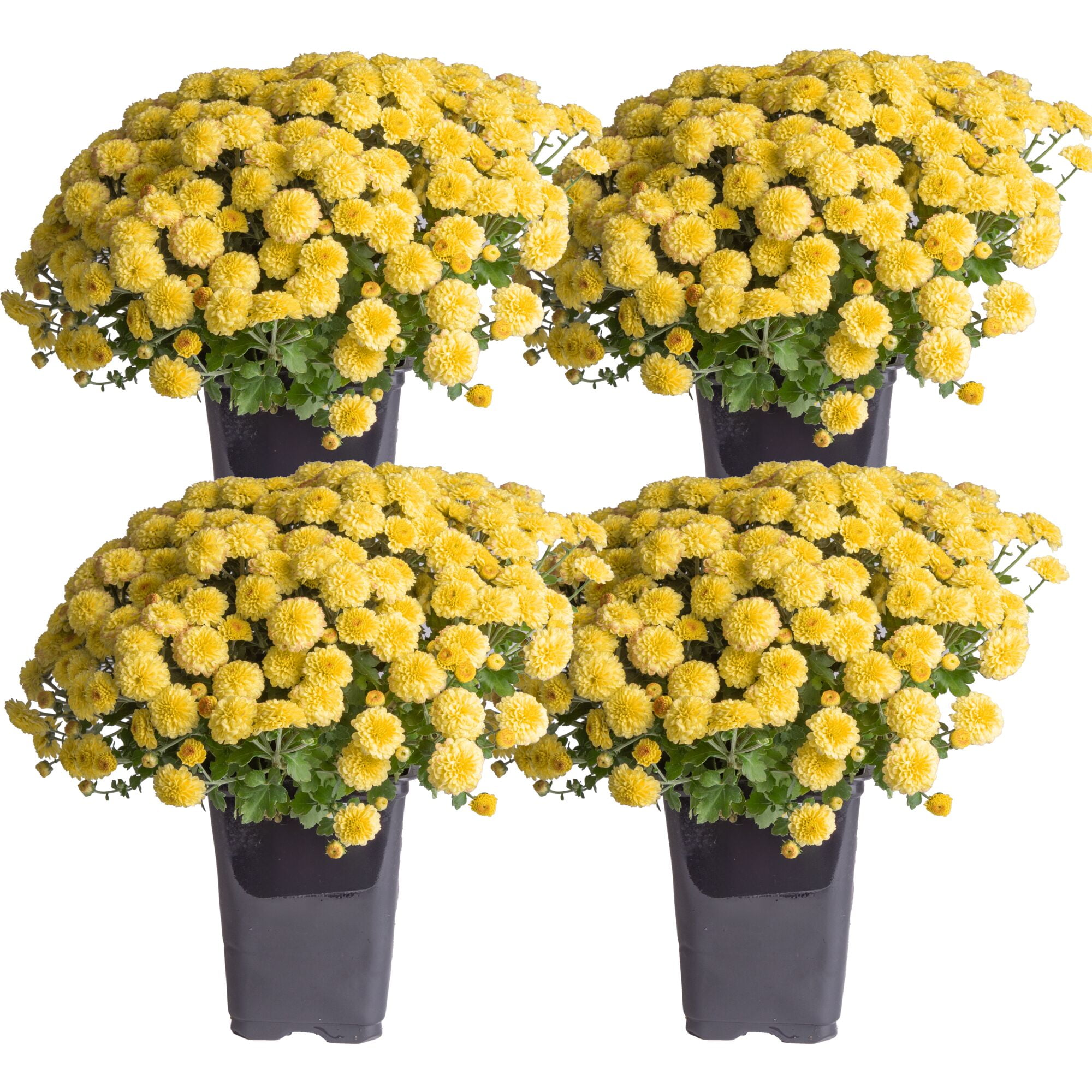 Costa Farms Live 1-Quart Colorful Yellow Mums, Chrysanthemum, Full Sun ...