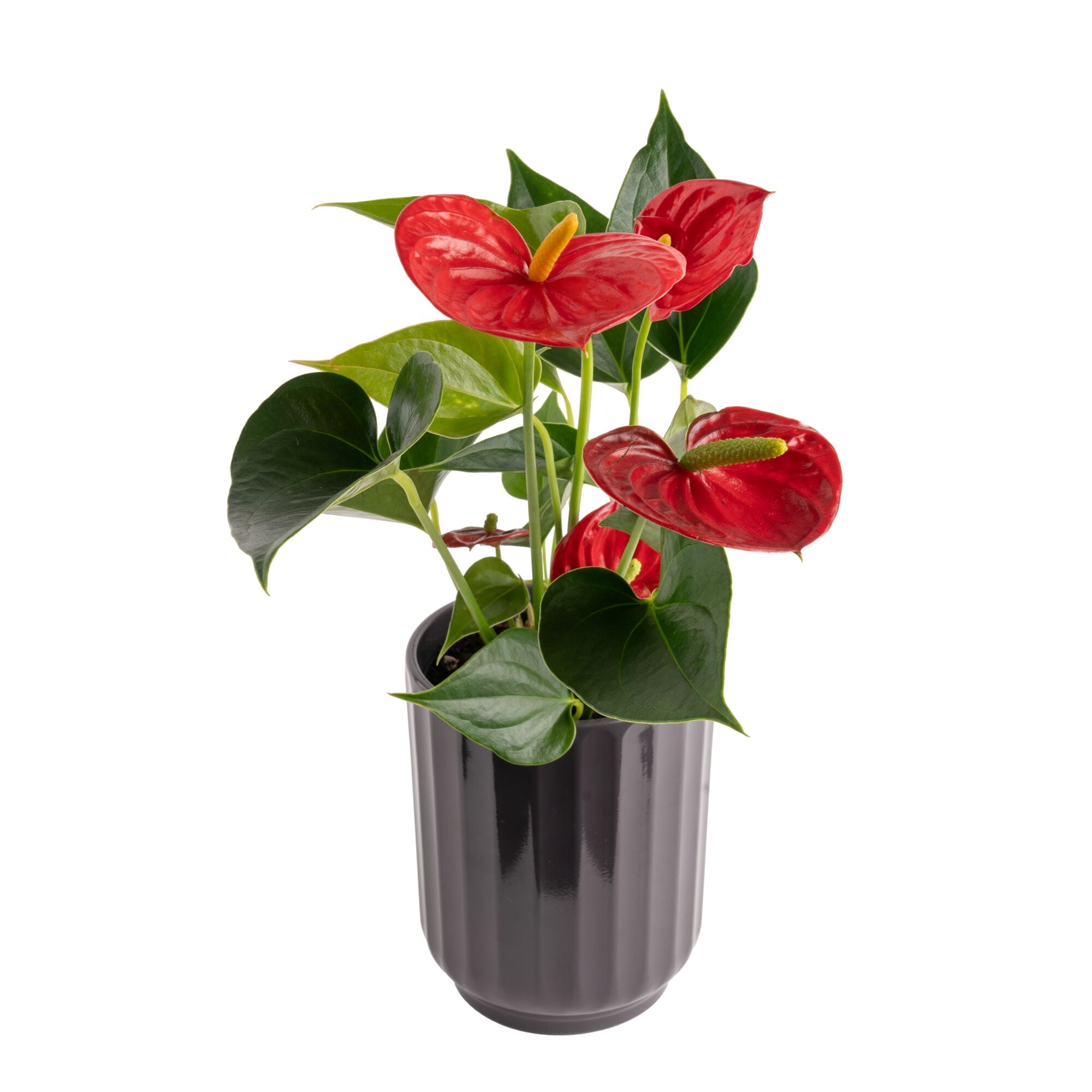 Costa Farms 12" Anthurium House Plant in 4" Decor Pot - Walmart.com
