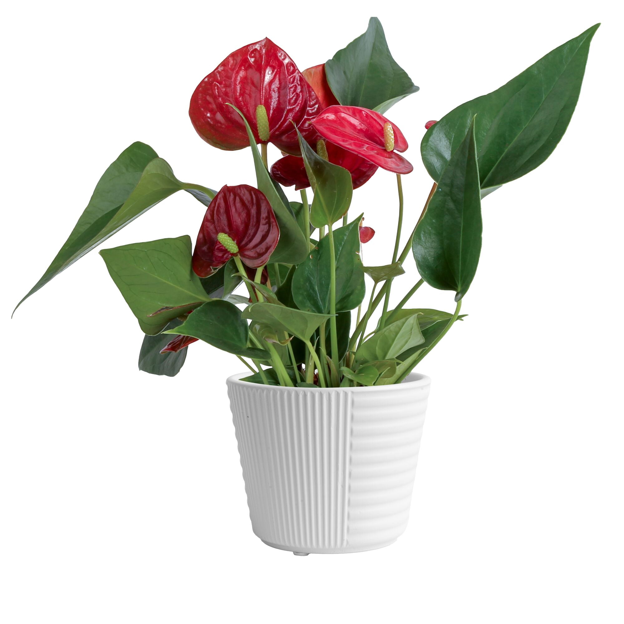 Costa Farms Live 12-inch Tall, Clean Air Flamingo Flower, Red Anthurium ...