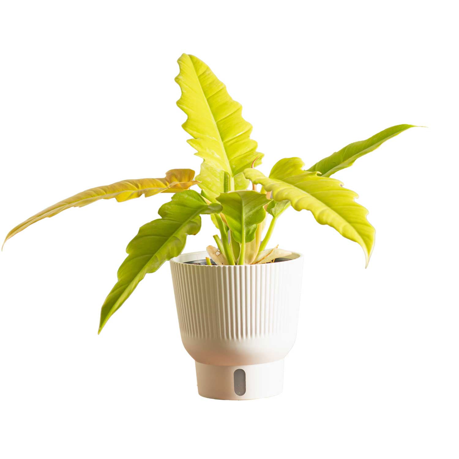 Costa Farms Live 12-inch Tall, Trending Tropicals Collection ...