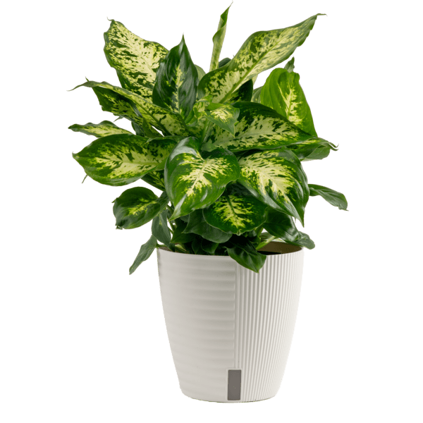 Costa Farms Live 12-inch Tall, Unique Variegated Leaves Dumb Cane ...