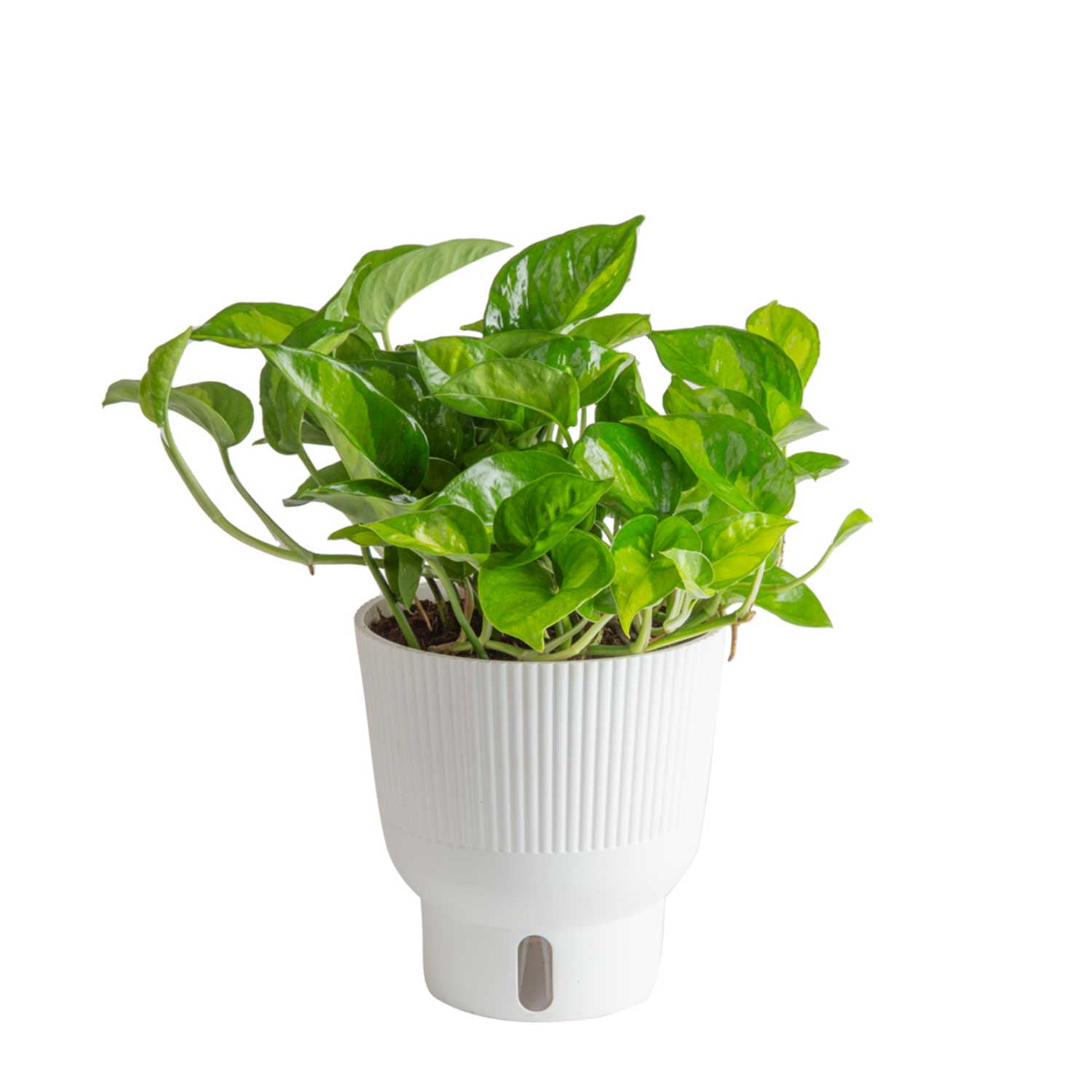 Costa Farms 12" Tall Global Green Pothos, Medium Indirect Sunlight ...