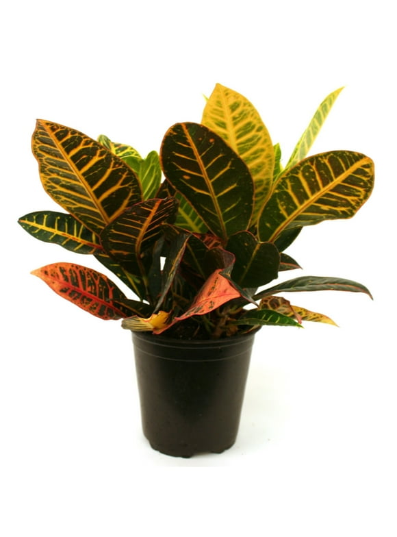 Indoor Plants in Live Plants - Walmart.com
