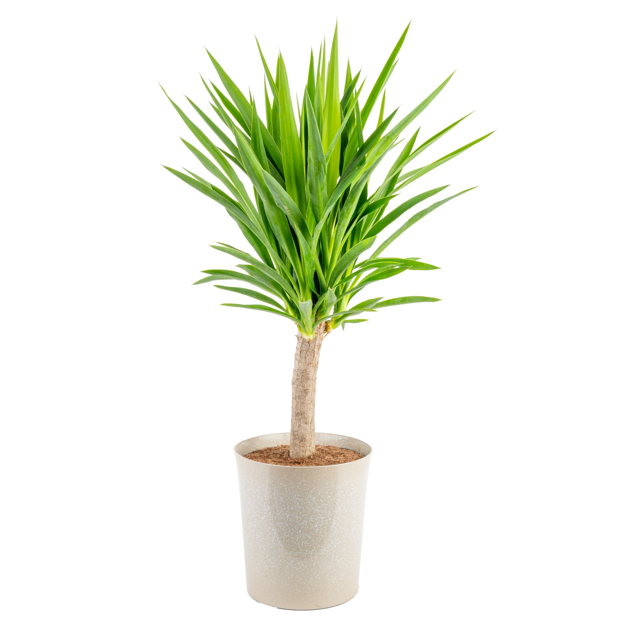 Yucca Houseplant
