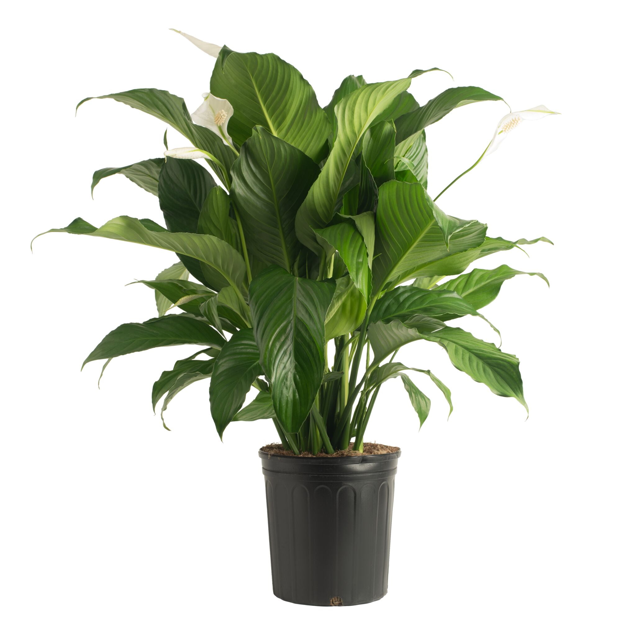 Costa Farms 12-18" Tall Spath, Peace Lily, Bright Indirect Sunlight ...