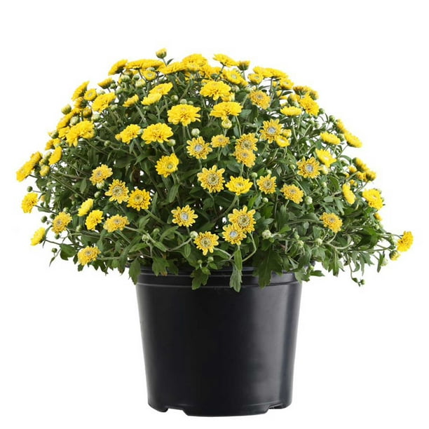 Costa Farms Live 3-Quart Colorful Yellow Mums, Chrysanthemum, Full Sun ...