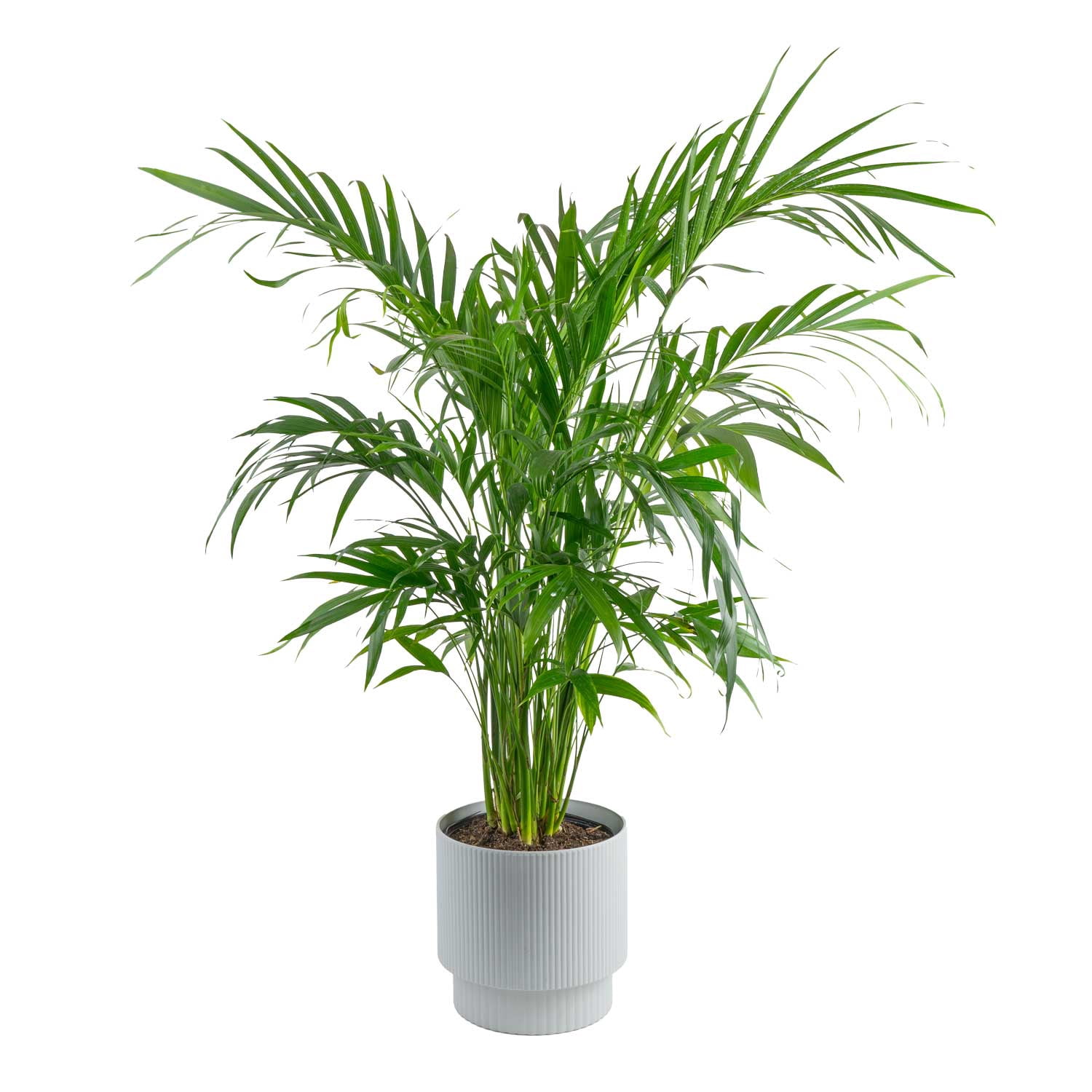 Costa Farms Live 32-inch Tall, Easy to Grow Clean Air Cat Palm, Bright ...