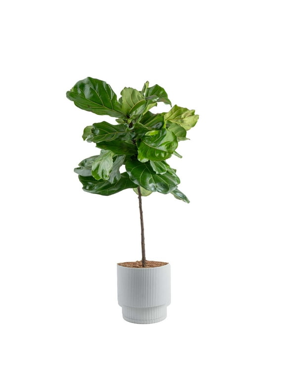 Patio & Garden in Shop by Brand - Walmart.com