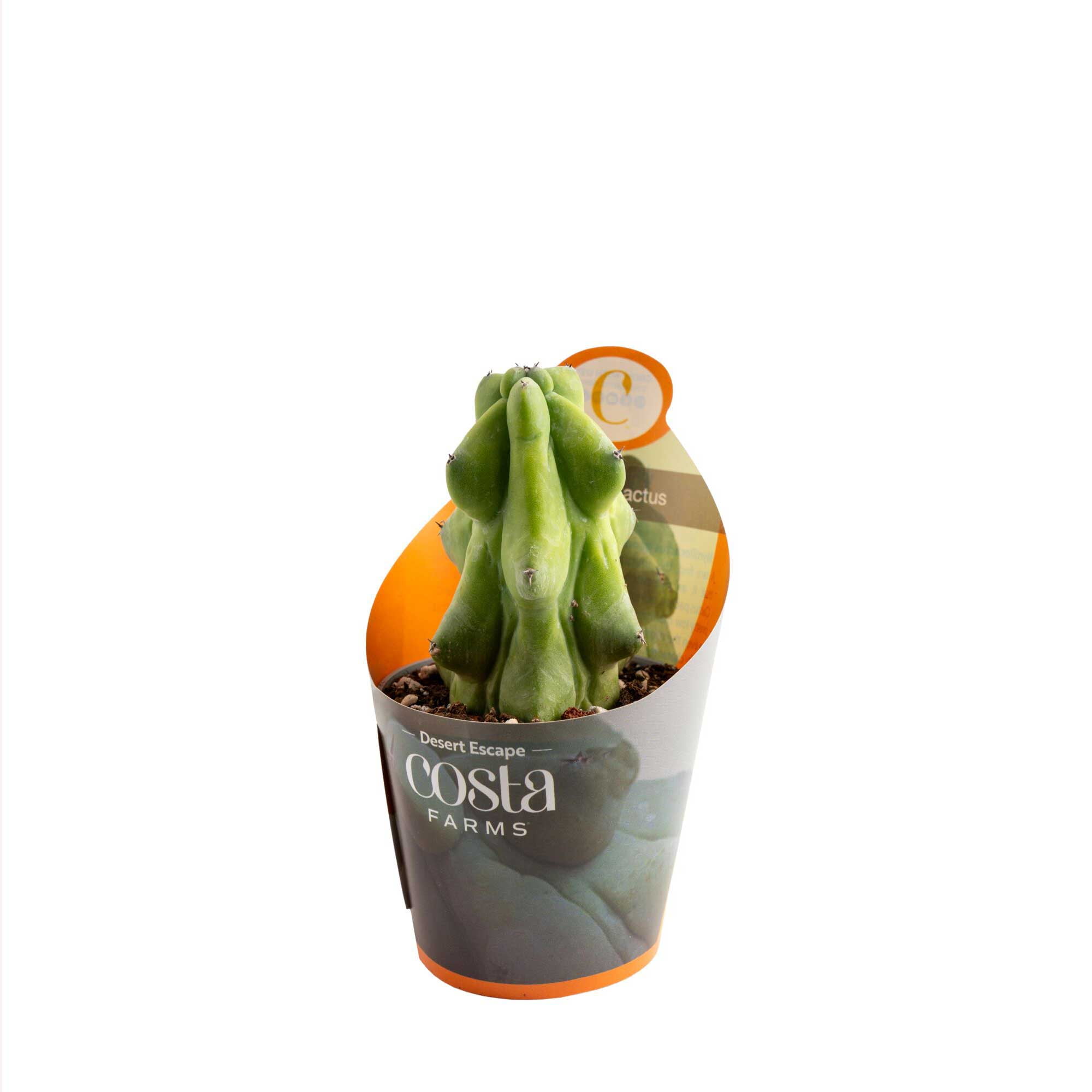 Costa Farms 5" Tall Fukuro Cactus, Bright Direct Sunlight, Indoor Live ...