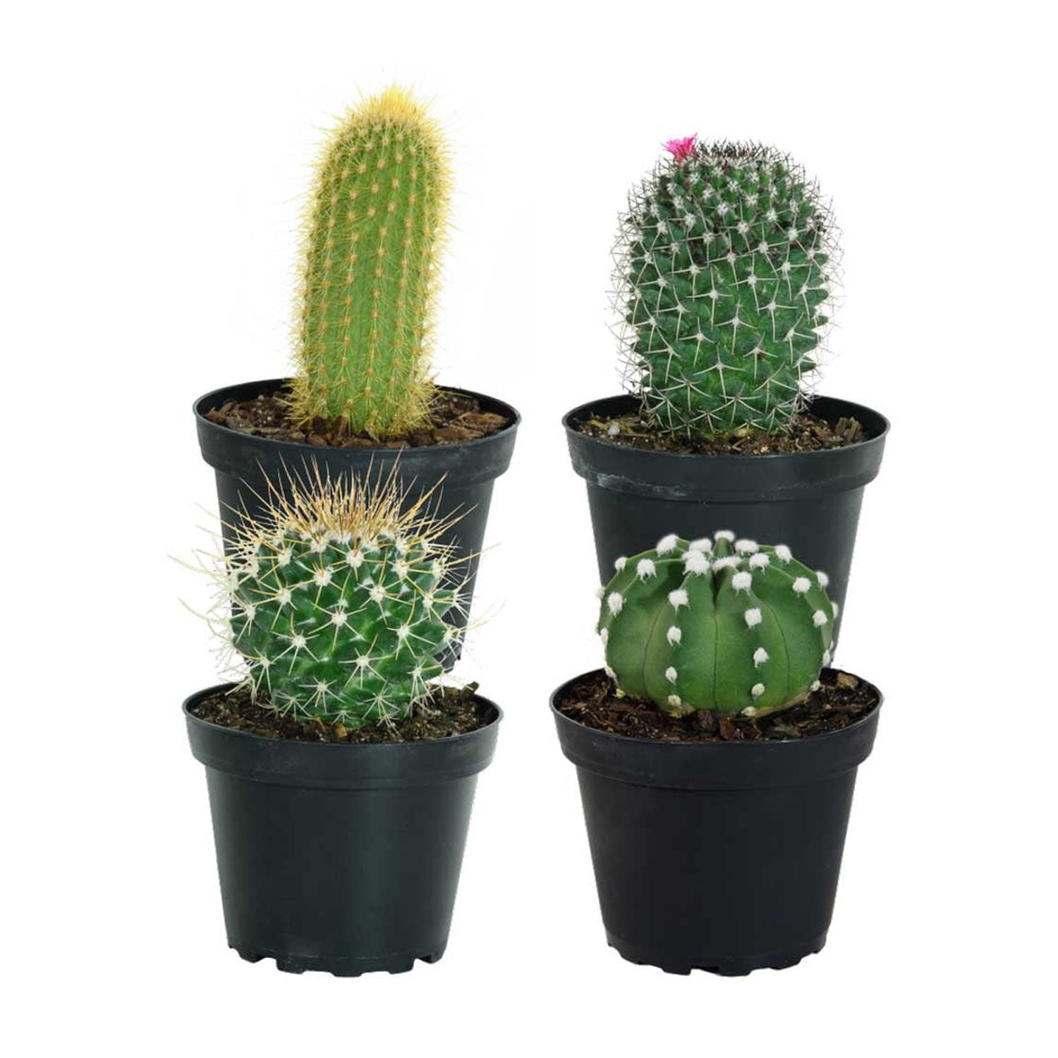 Costa Farms Live 7-inch Tall, Desert Escape 4-pack Assorted Cactus ...