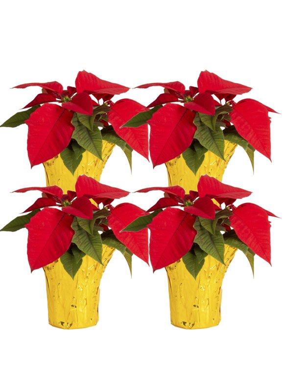 Poinsettias in Christmas Plants - Walmart.com