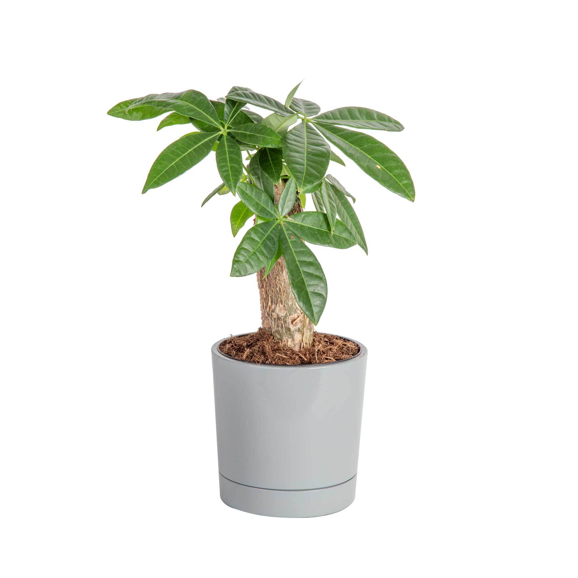 Money Tree Bonsai Fresh Cutting - Thick Trunks Fast Growing Light ...