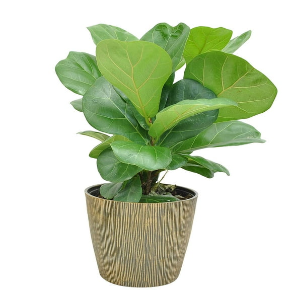 Potting Fiddle Leaf Fig