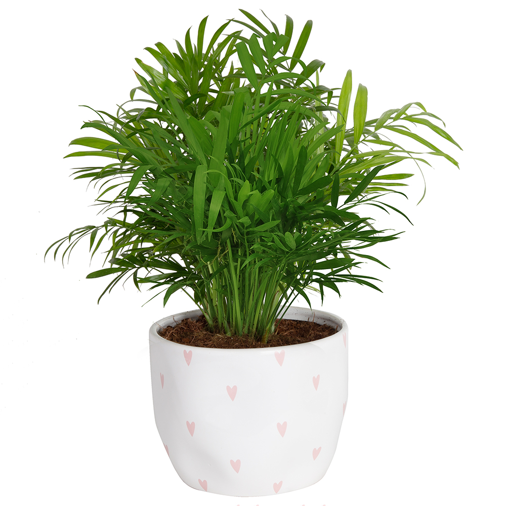 United Nursery Live Parlor Palm Green Tropical Plant 12-14in Tall in 6 ...