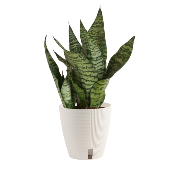 Shop Succulents Sansevieria Laurentii Snake Plant 4" Live Upright ...