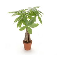 Nature's Way Farms Dracaena Marginata Magenta Live Plant (8-15 inches ...