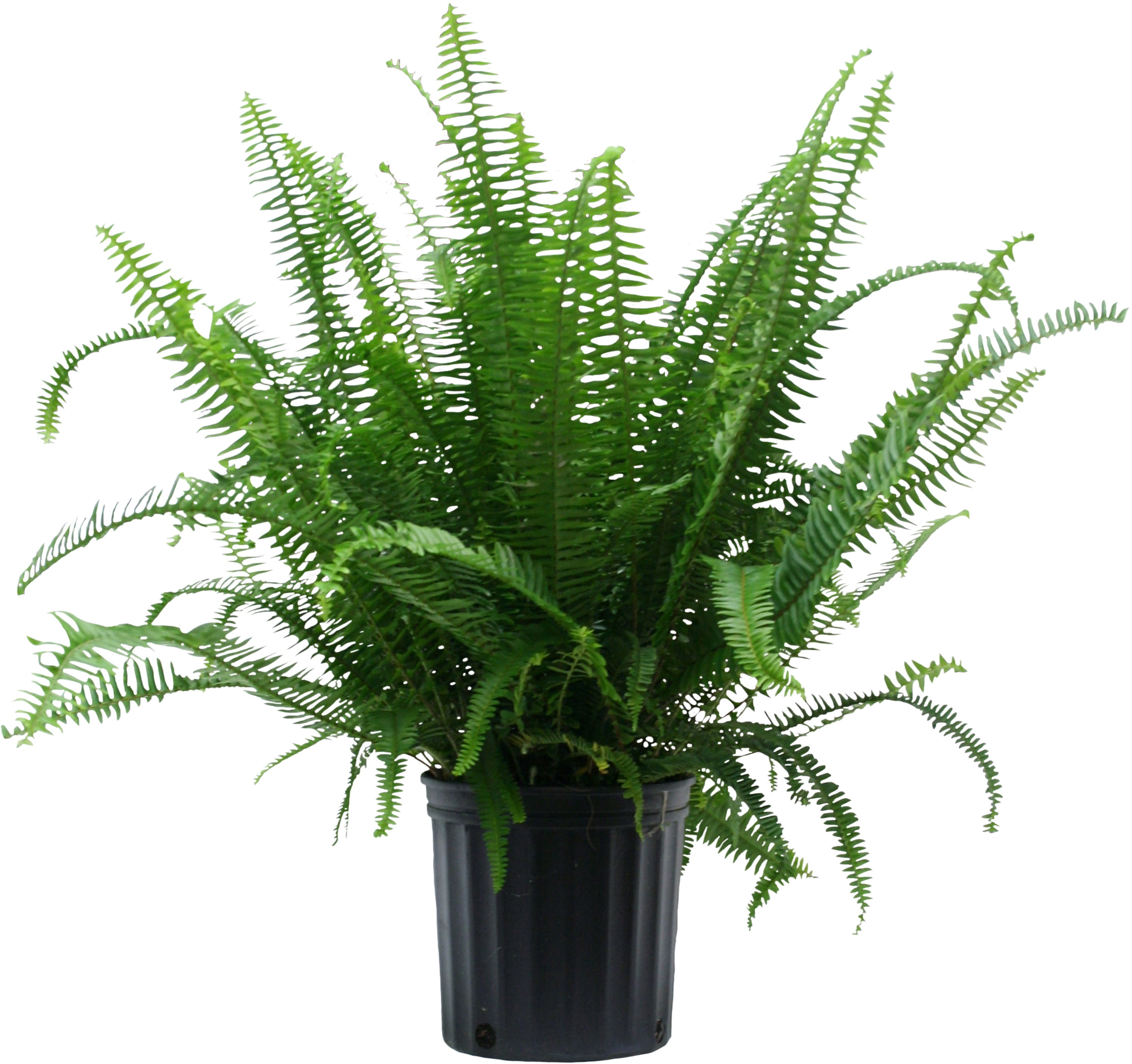 Costa Farms Live Indoor 2ft. Tall Green Kimberly Queen Fern, Indirect ...