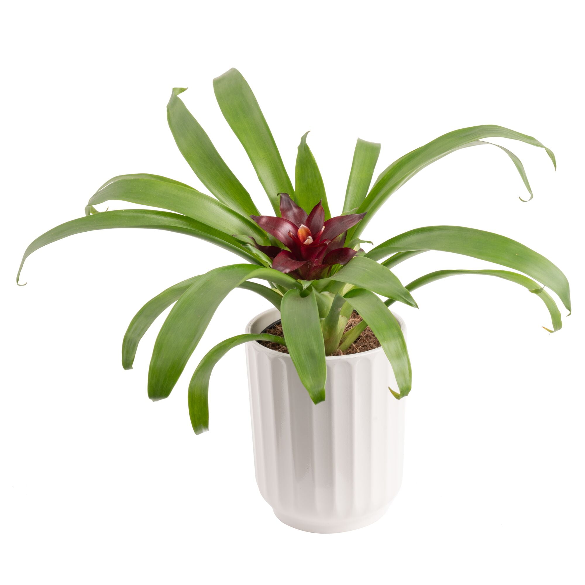 Costa Farms Live Indoor Bromeliad Assorted Plant, in 4in decor pot ...