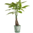Costa Farms Live Indoor Plant 16in Tall Green Money Tree in 5in Decor ...