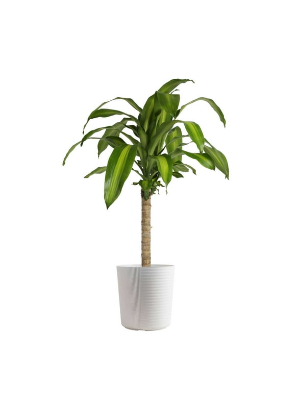 Indoor Plants in Live Plants - Walmart.com