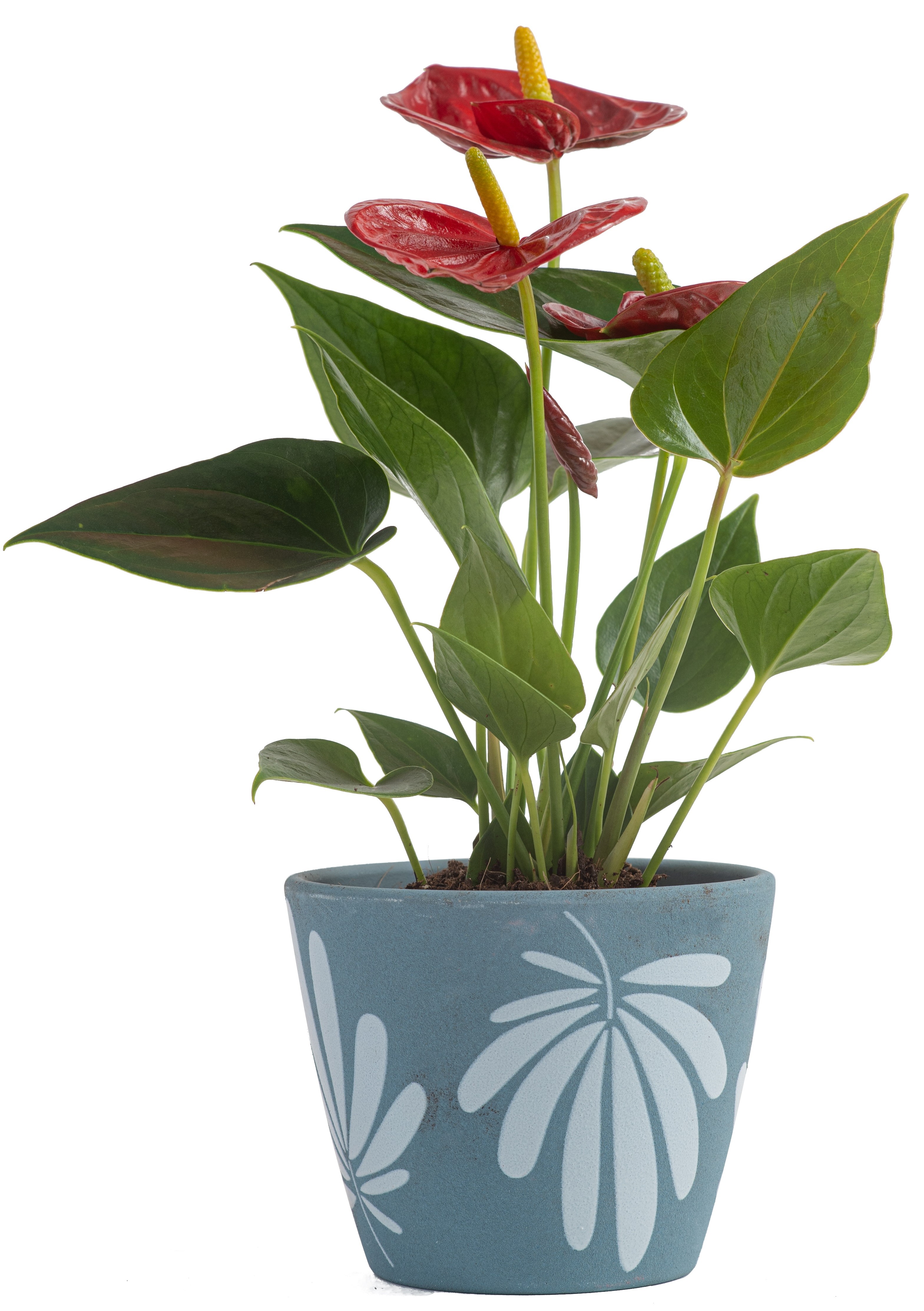 Home Botanicals Live 4" Maranta Red 'Prayer Plant' in Kraft Pot -House ...
