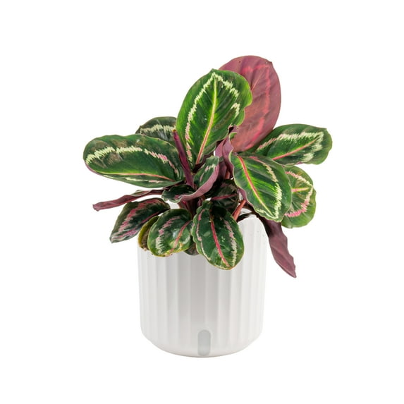 Costa Farms Live Indoor Tall Multi-colored Calathea Assorted plant in ...