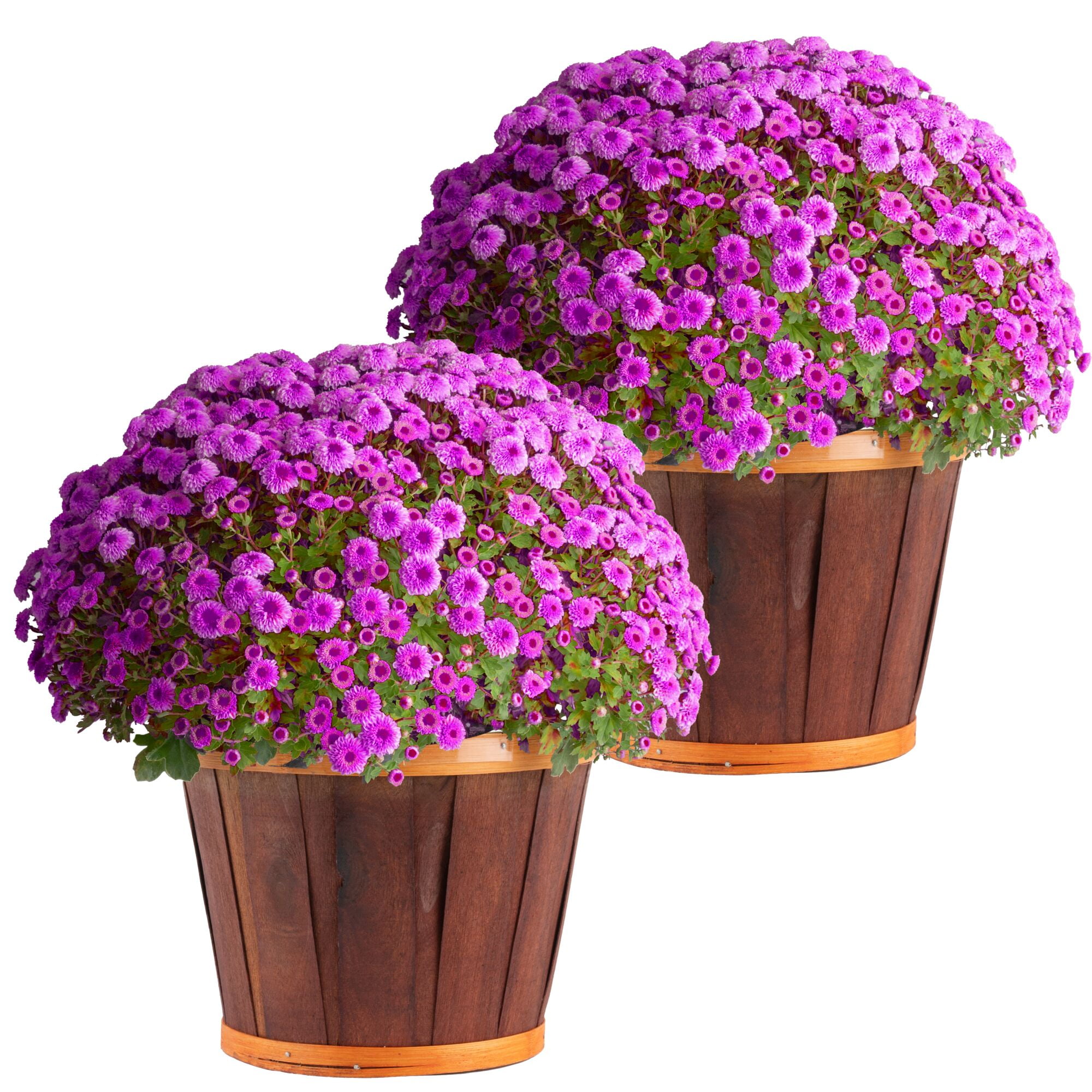 Costa Farms 3-Qt Purple Mums Chrysanthemum, Full Sun, Outdoor Live ...