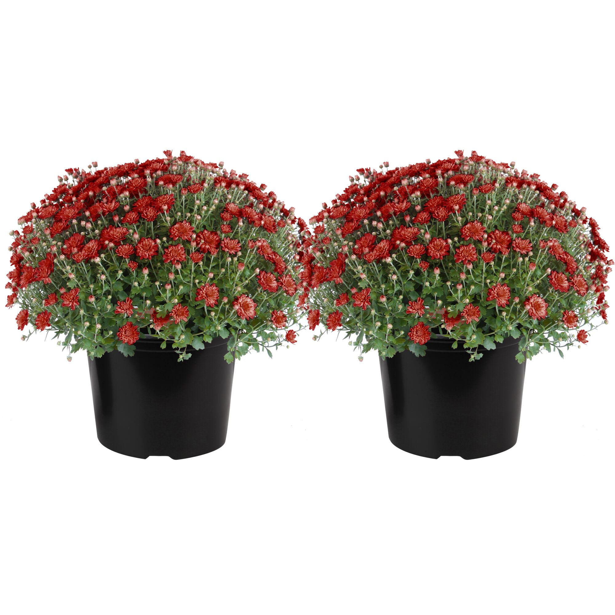 Costa Farms 3-Qt Red Mums Chrysanthemum, Full Sun, Outdoor Live House ...