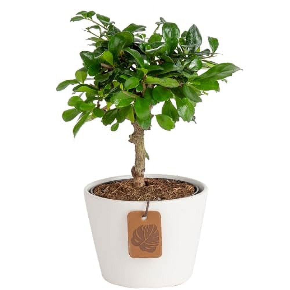 Costa Farms Mini Bonsai Live Indoor Tree, Grower's Choice, 1-Year Old ...
