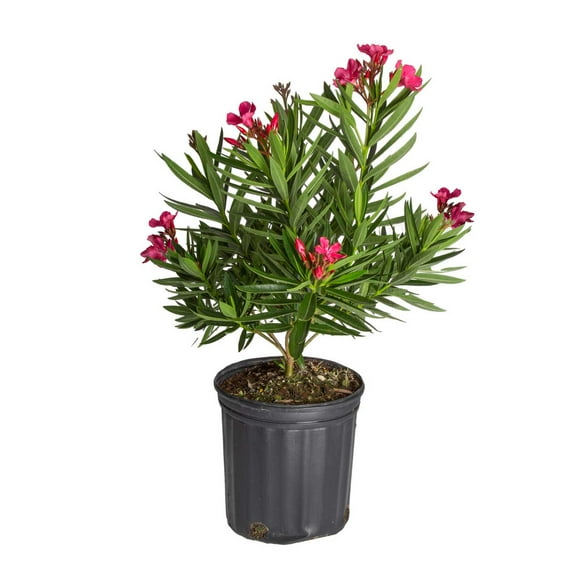 Island Blooms by Costa Farms 26" Tall Oleander Bush Direct Sunlight ...