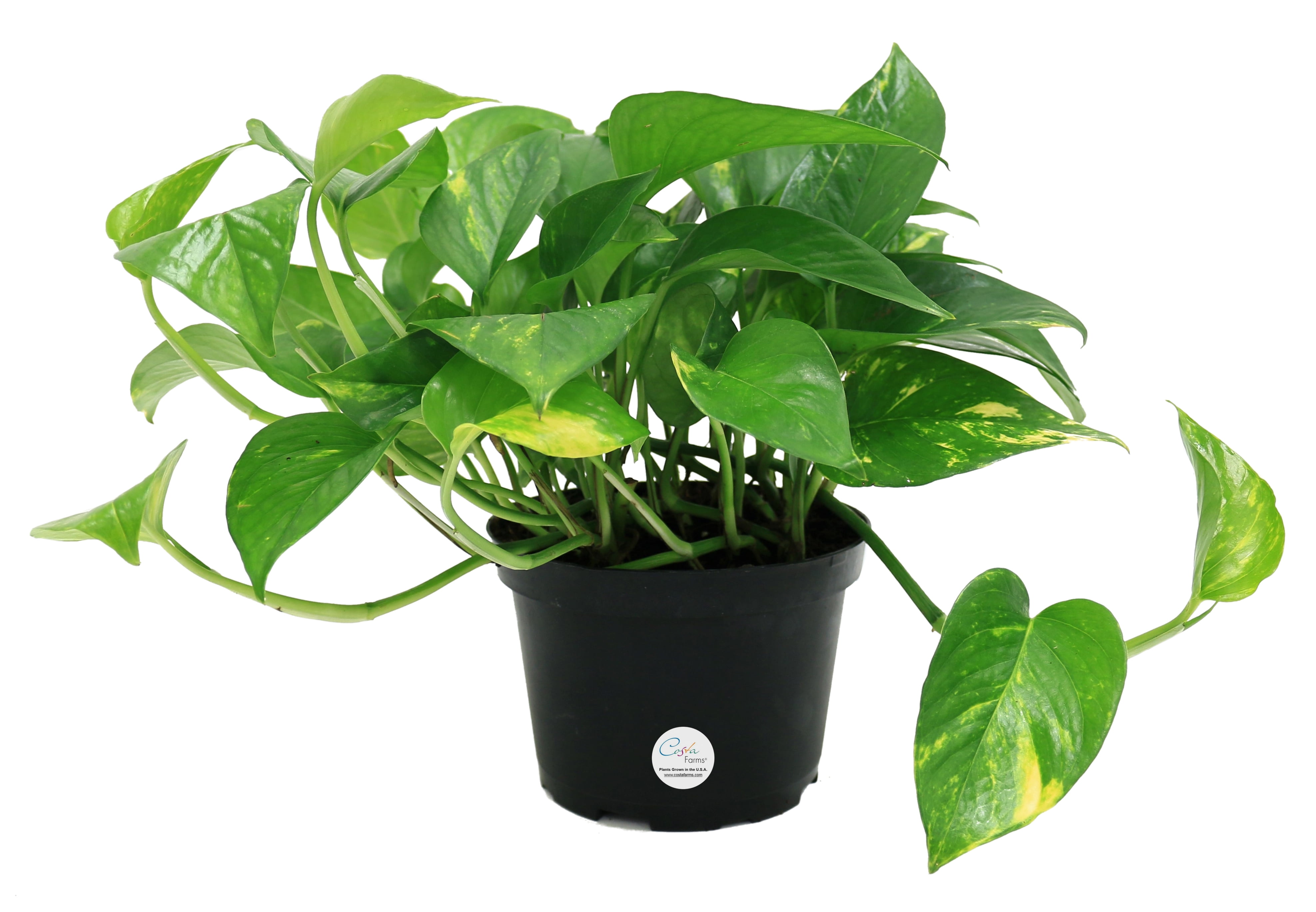 Costa Farms Plants with Benefits Live Indoor Plant 10in Tall Golden ...