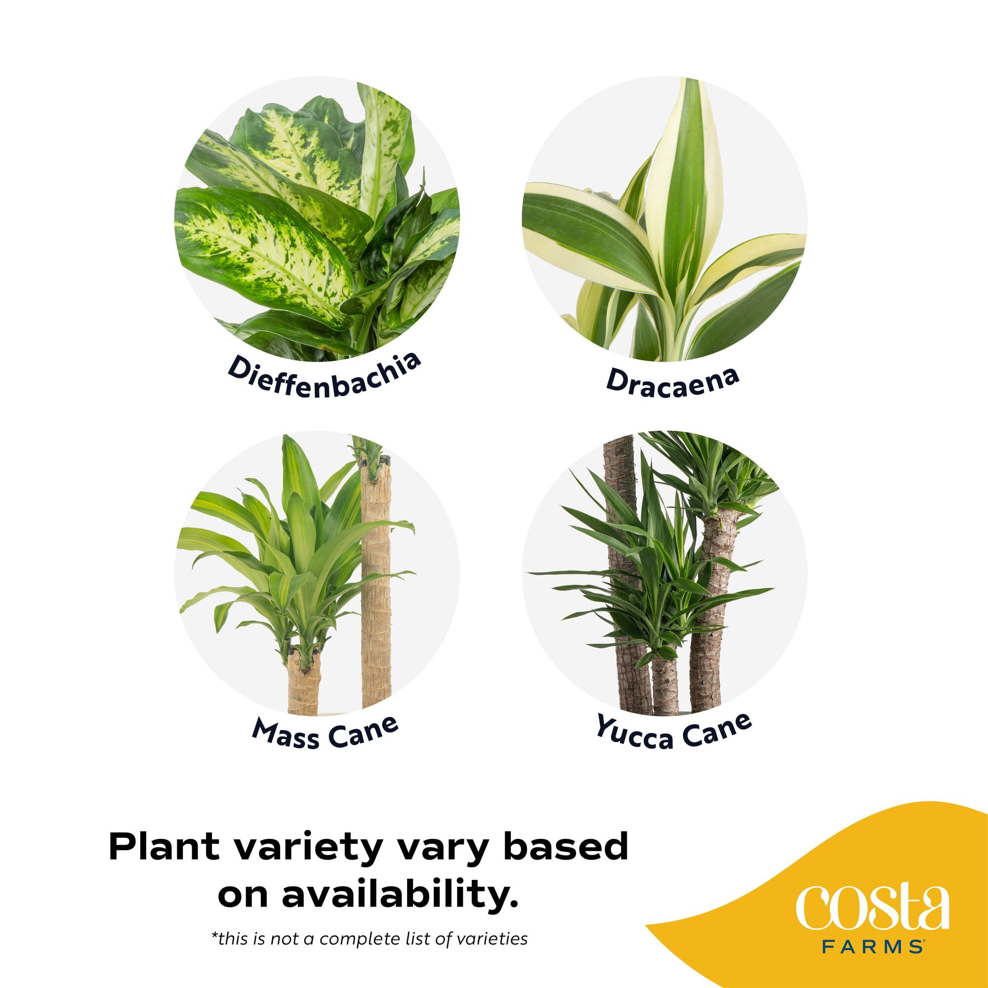 Costa Farms Plants with Benefits Live Indoor Plant Foliage Assorted in ...
