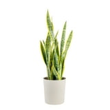 Costa Farms Plants with Benefits Live Indoor Plant Foliage Assorted in ...