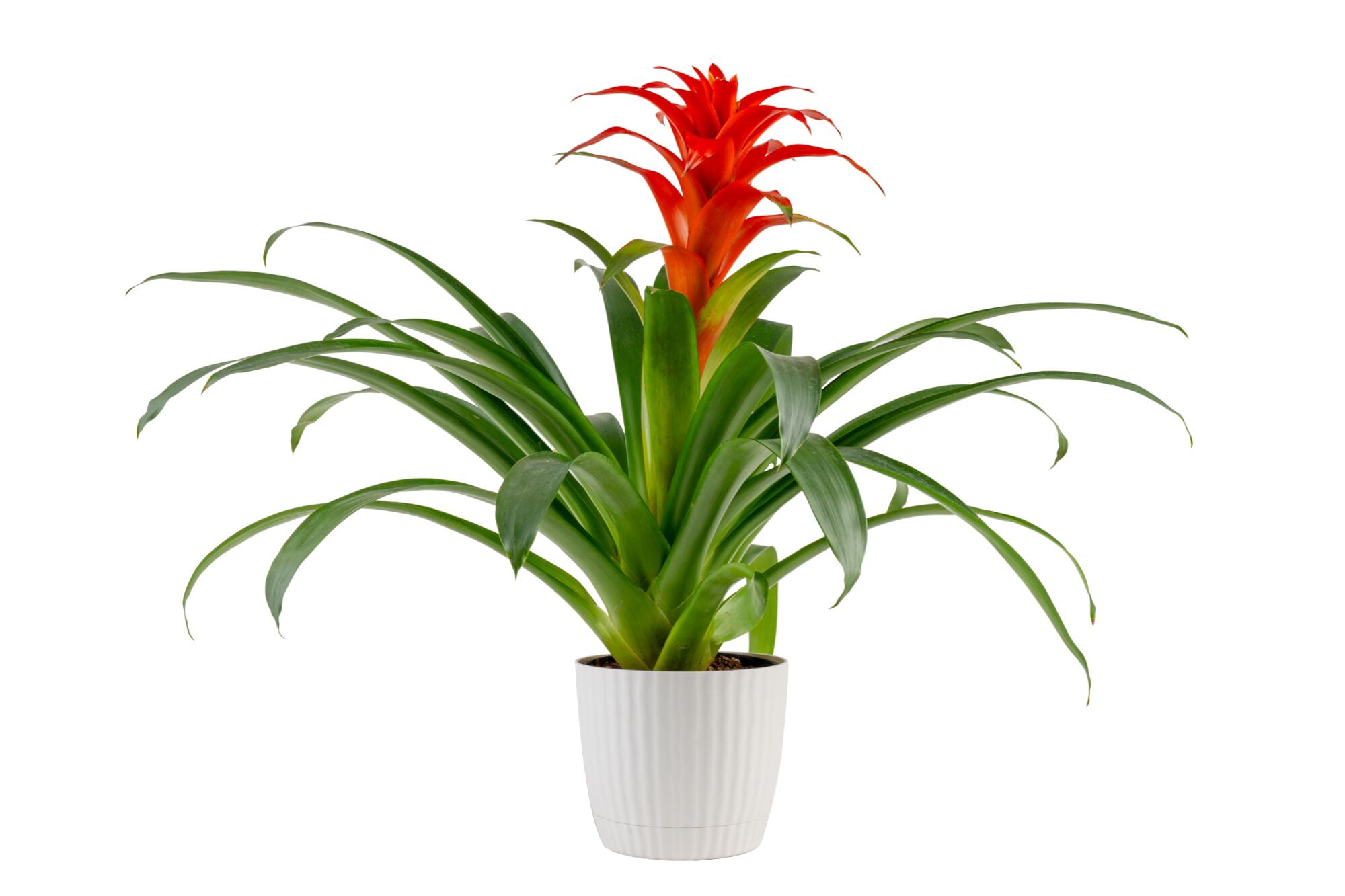 Costa Farms Live Bromeliad Plant with Benefits 14in Tall in Decor Pot ...