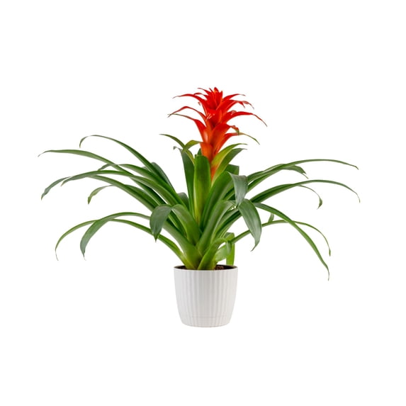 Costa Farms Live Bromeliad Plant with Benefits 14in Tall in Decor Pot ...