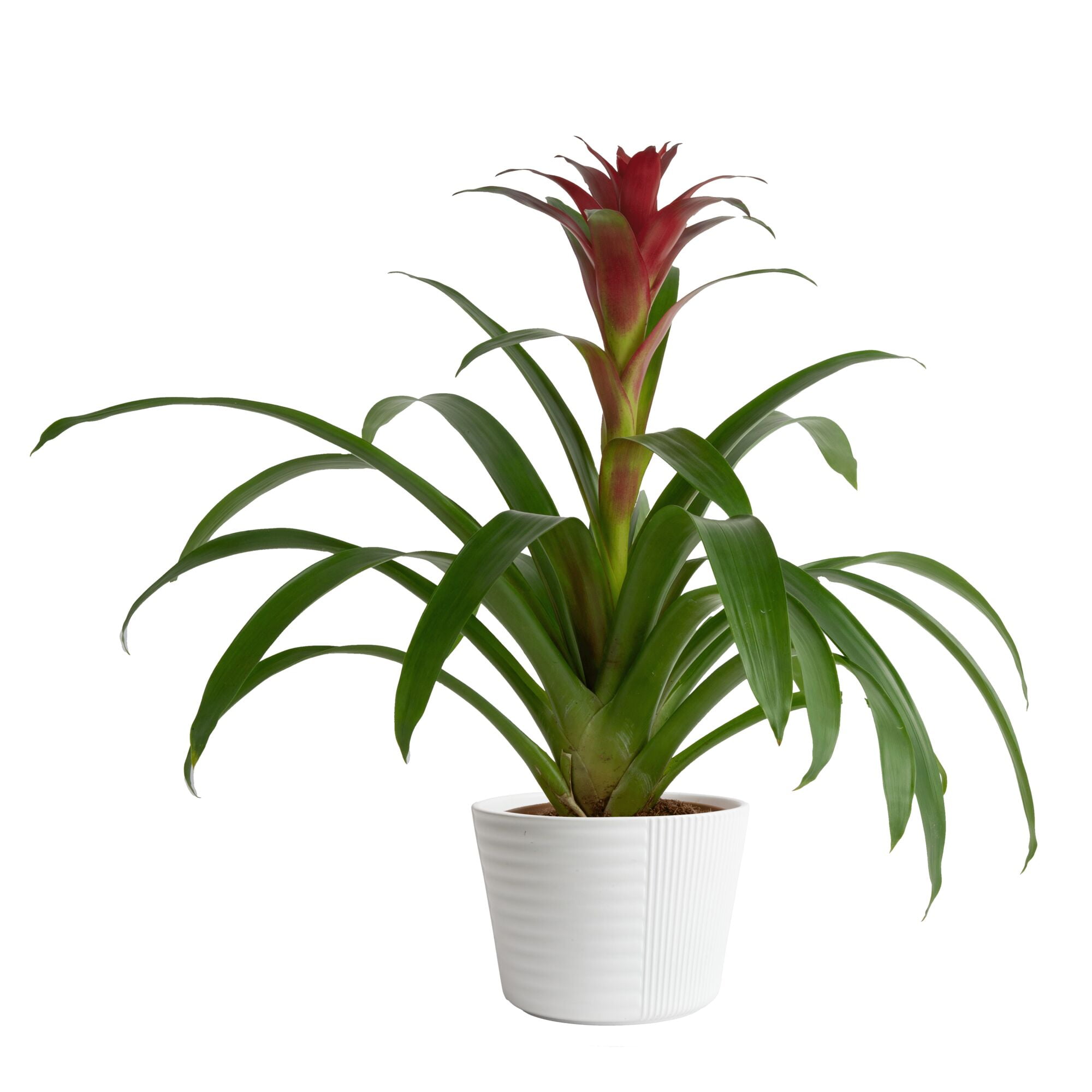 Costa Farms Live Bromeliad Plant with Benefits 14in Tall in Decor Pot ...