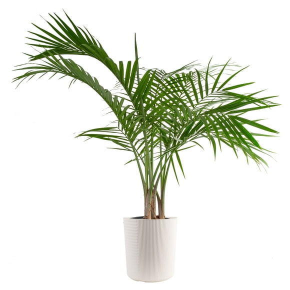 Costa Farms in Indoor Plants - Walmart.com