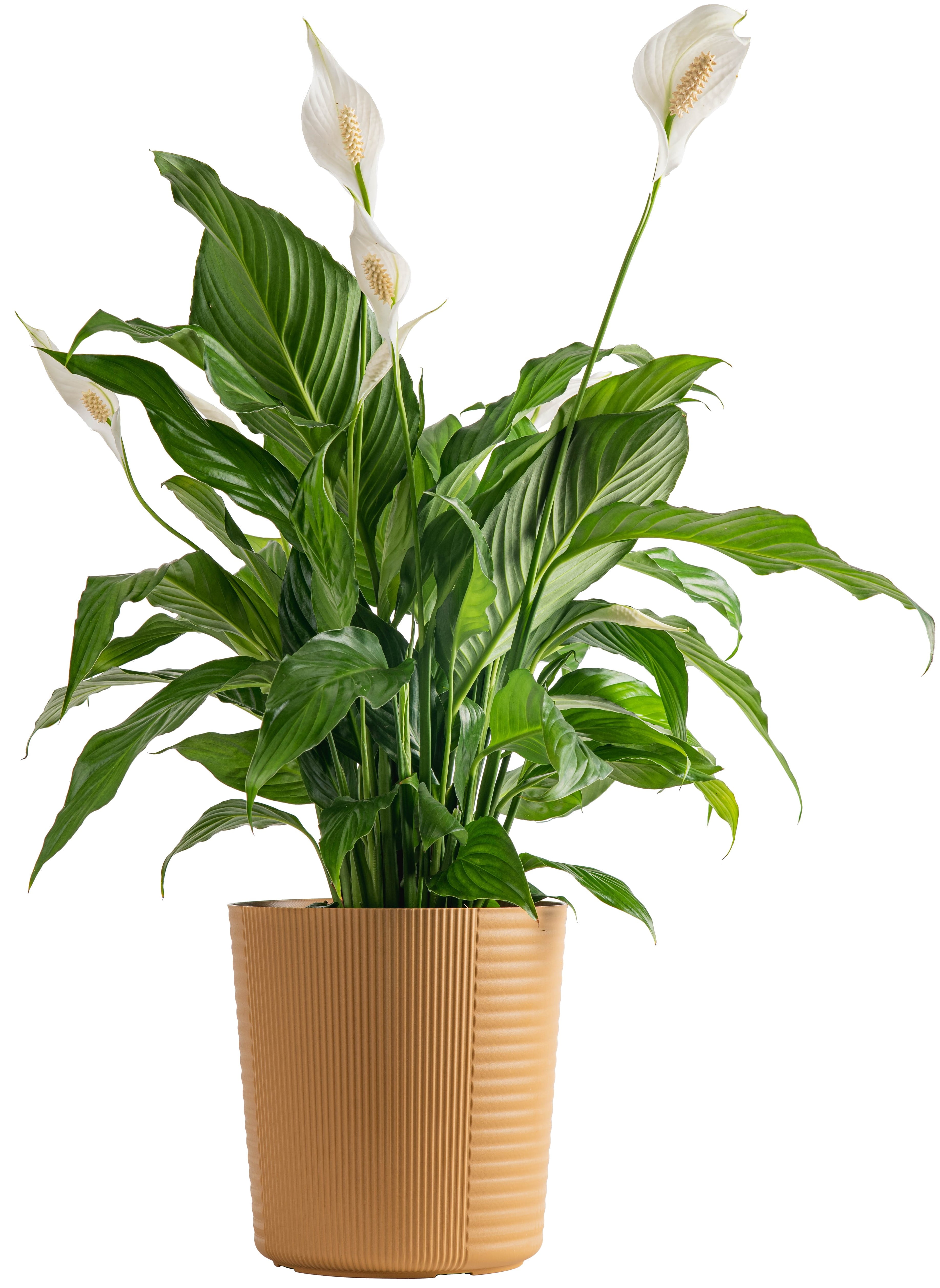 Costa Farms Plants with Benefits Live indoor Plant Peace Lily Plant in ...