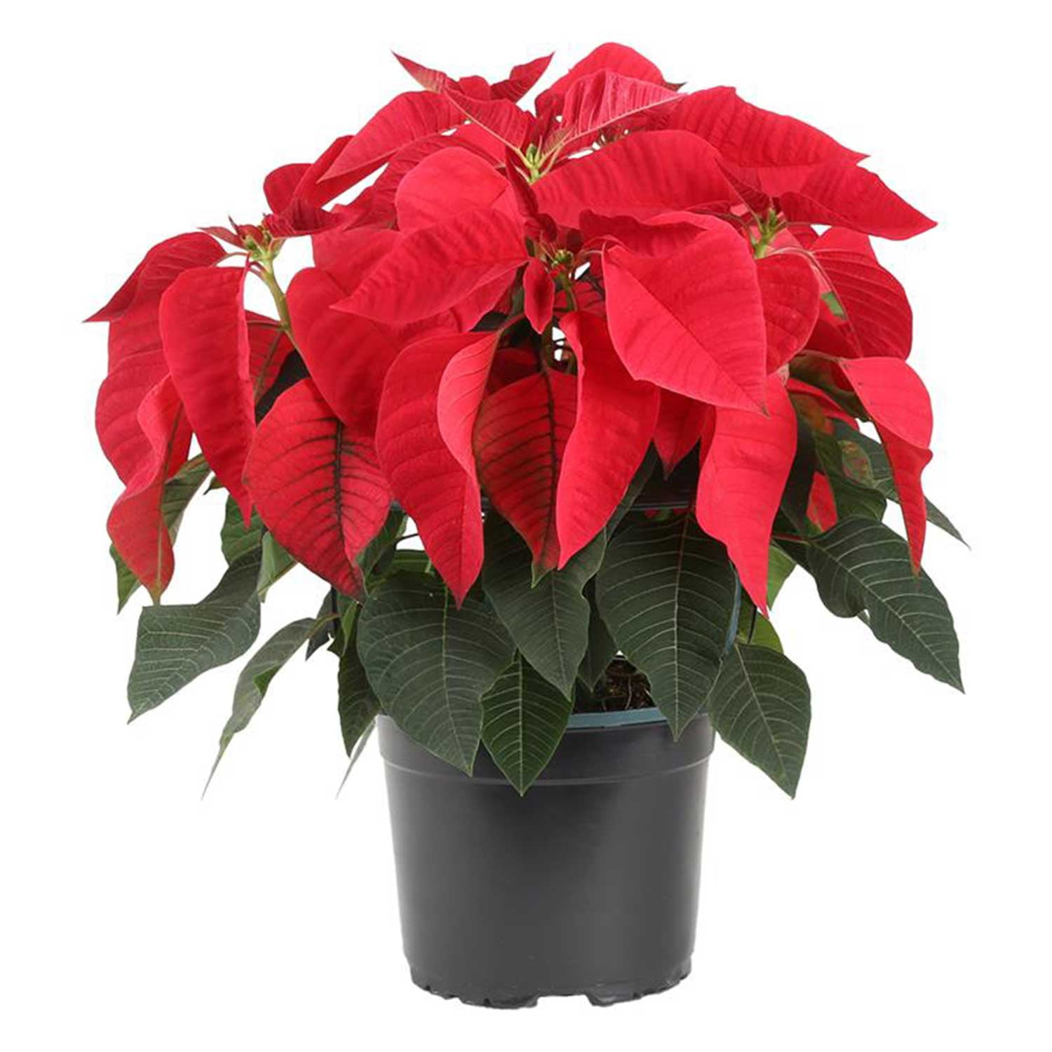 Costa Farms 12-18