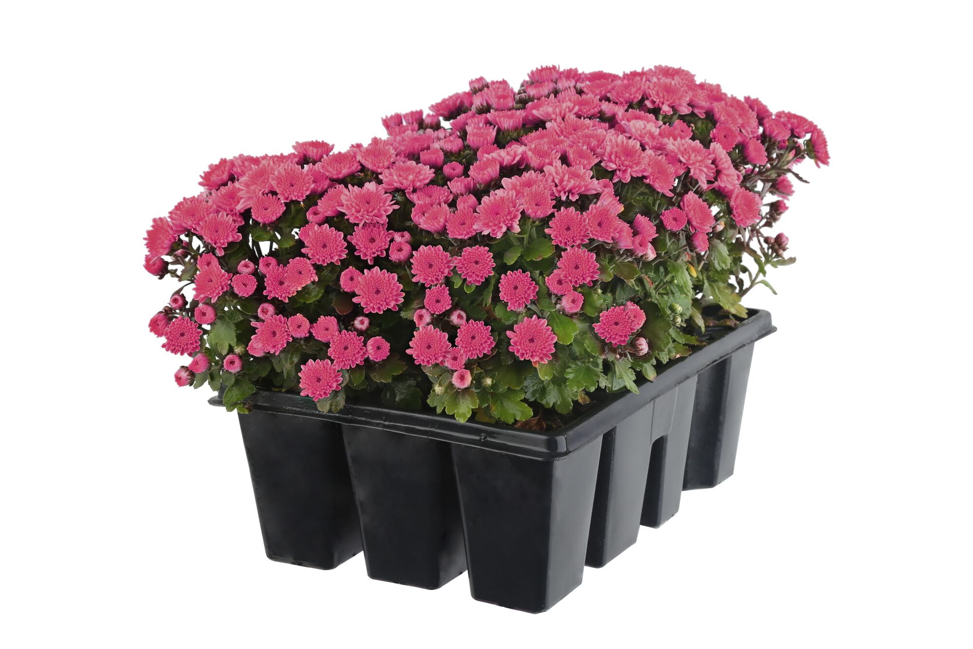 Costa Farms 1-Qt Purple Mums Chrysanthemum, Full Sun, Outdoor Live ...