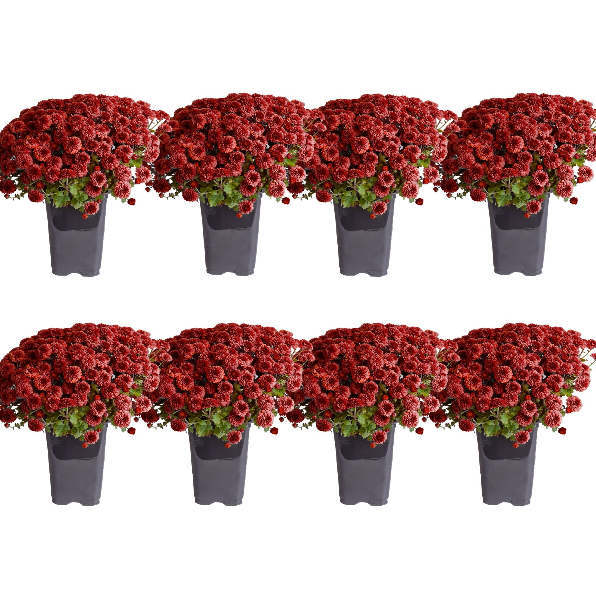Costa Farms 1-Qt Red Mums Chrysanthemum, Full Sun, Outdoor Live House ...