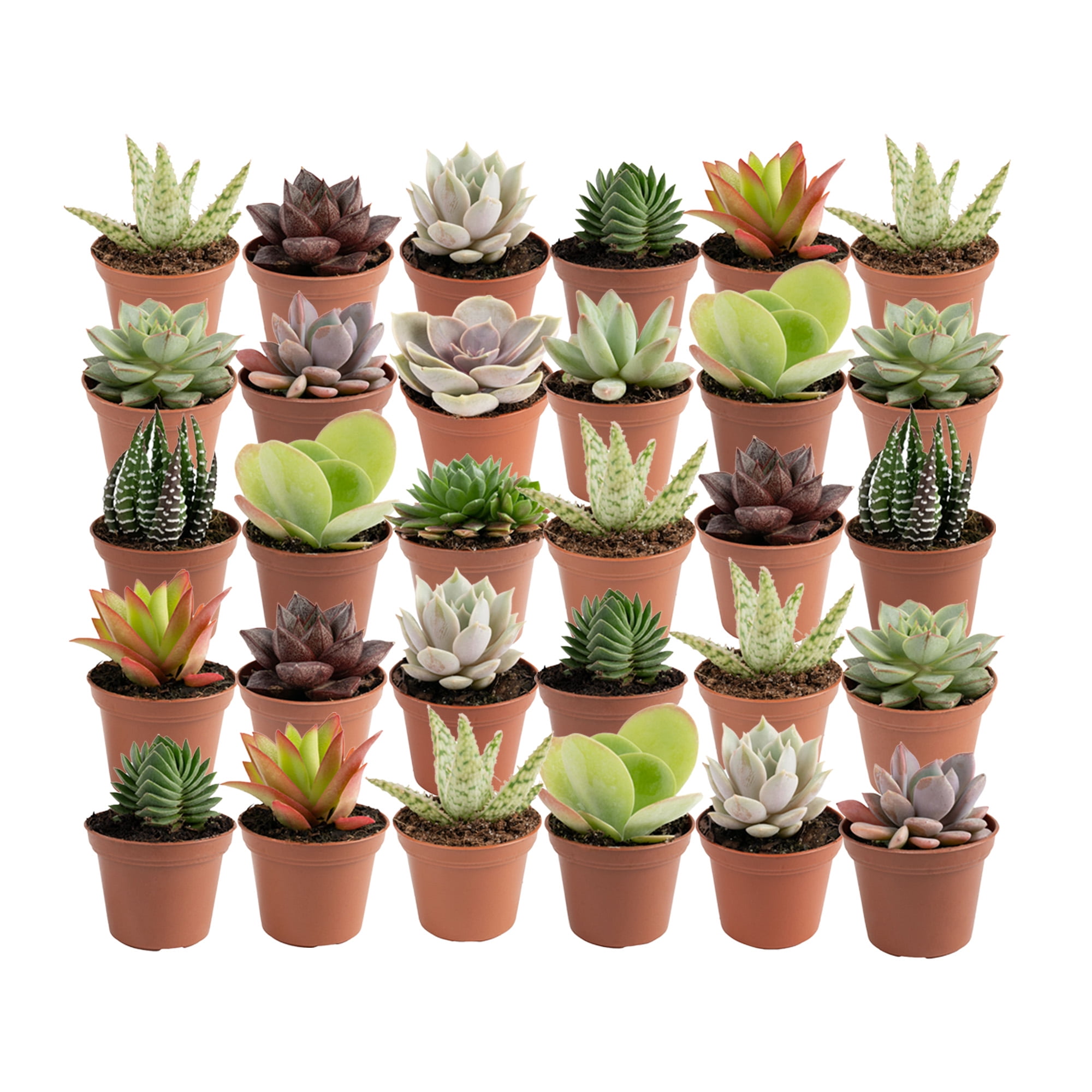 Costa Farms 3" Assorted Succulents Live House Plants in 2" Grower Pot ...