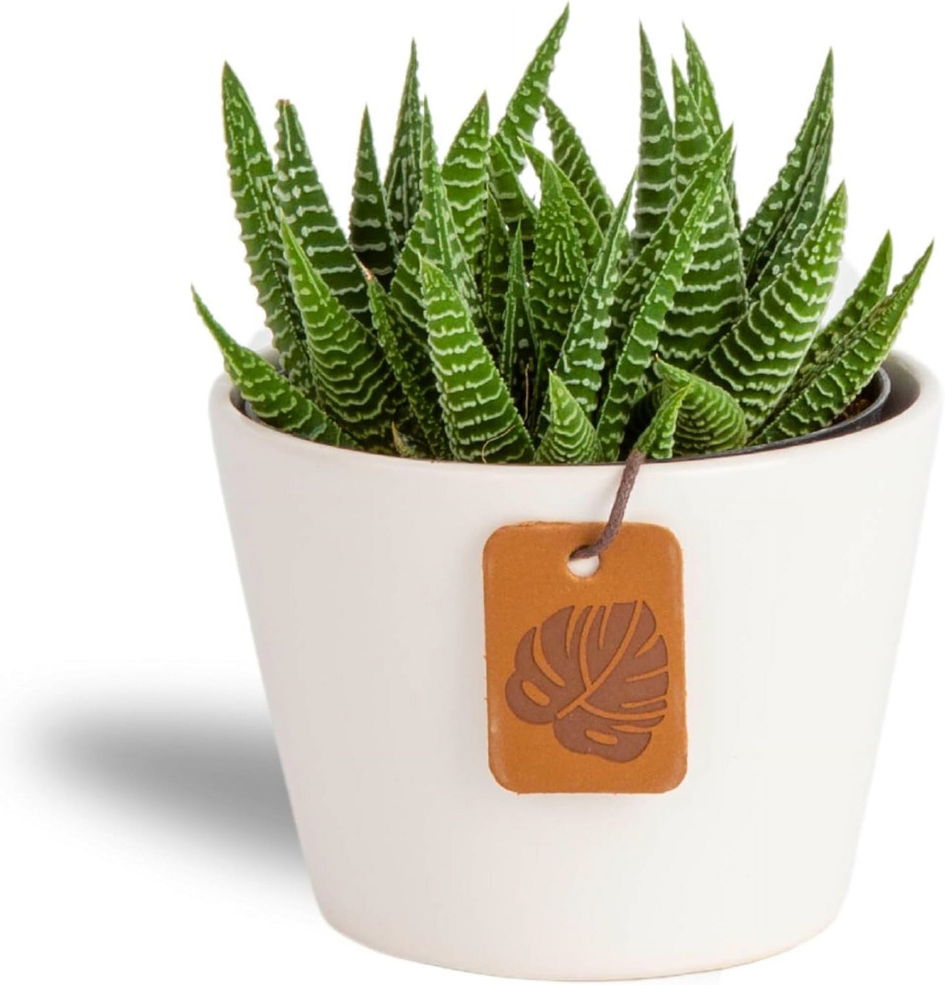 Costa Farms Succulent, Easy to Grow Haworthia Live Plant in Indoor ...
