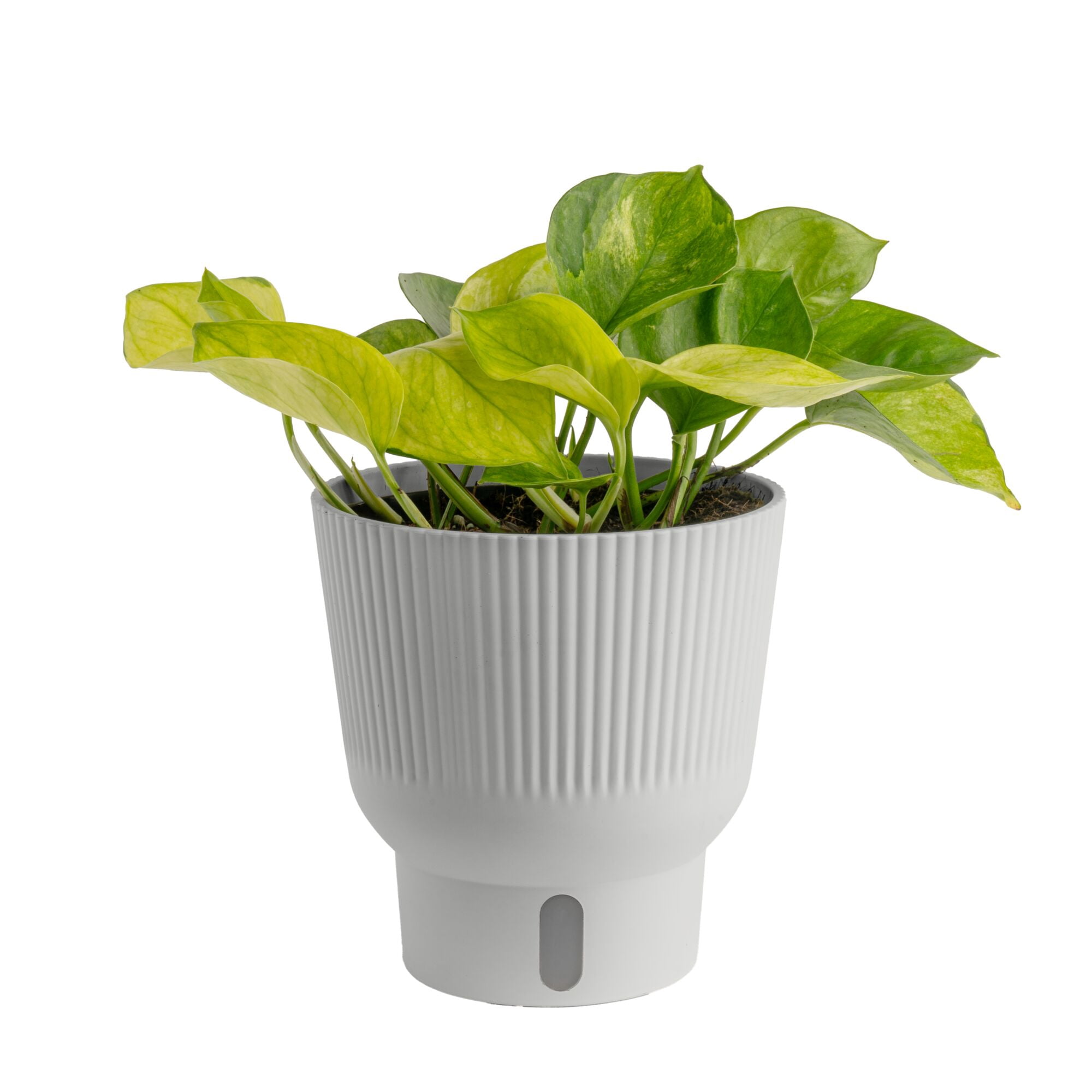 Costa Farms 10-12" Tall Lemon Top Pothos Bright Indirect Sunlight, Live ...