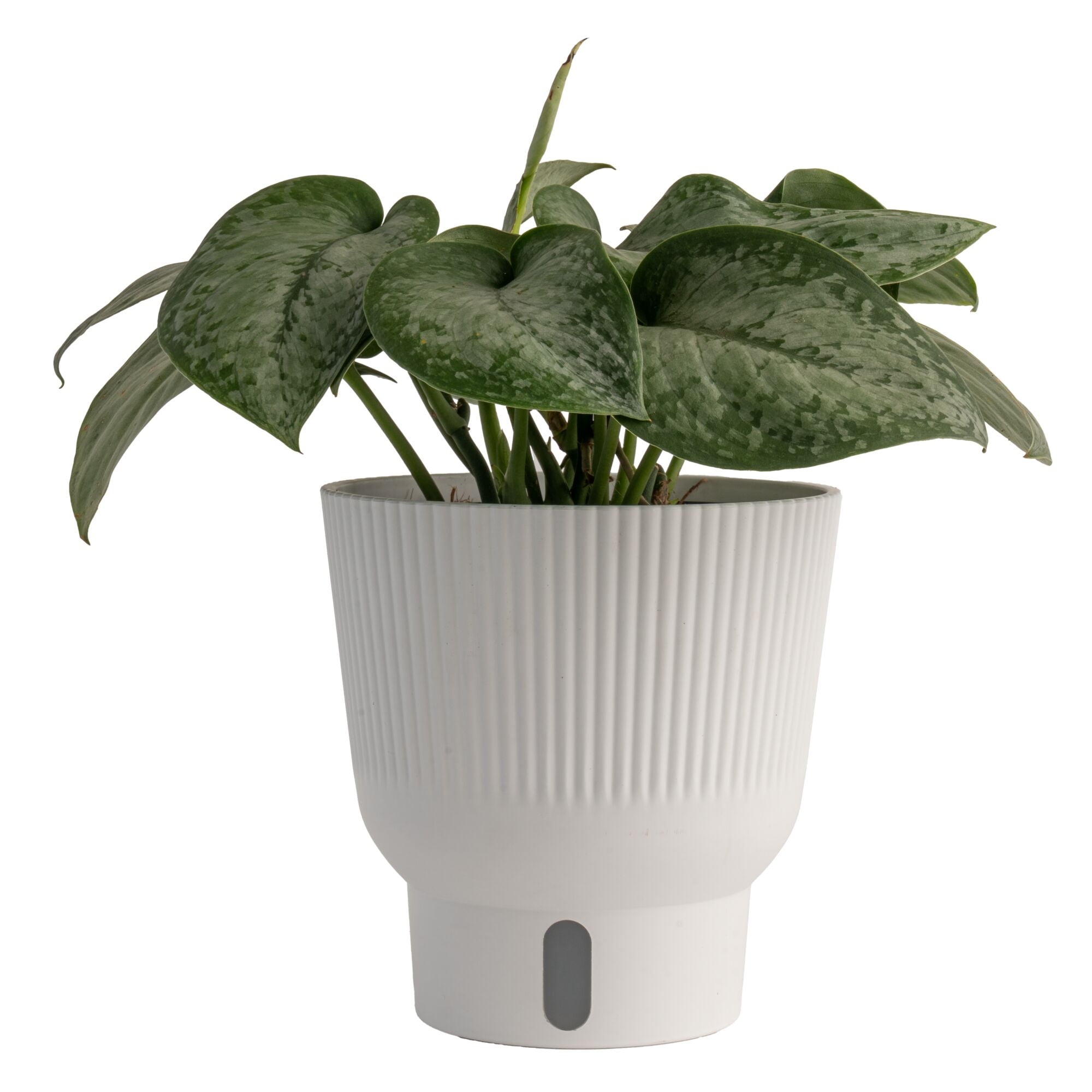 Costa Farms 10-12" Tall Scindapsus Mount Salak Bright Indirect Sunlight ...