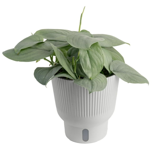 Costa Farms in Indoor Plants - Walmart.com
