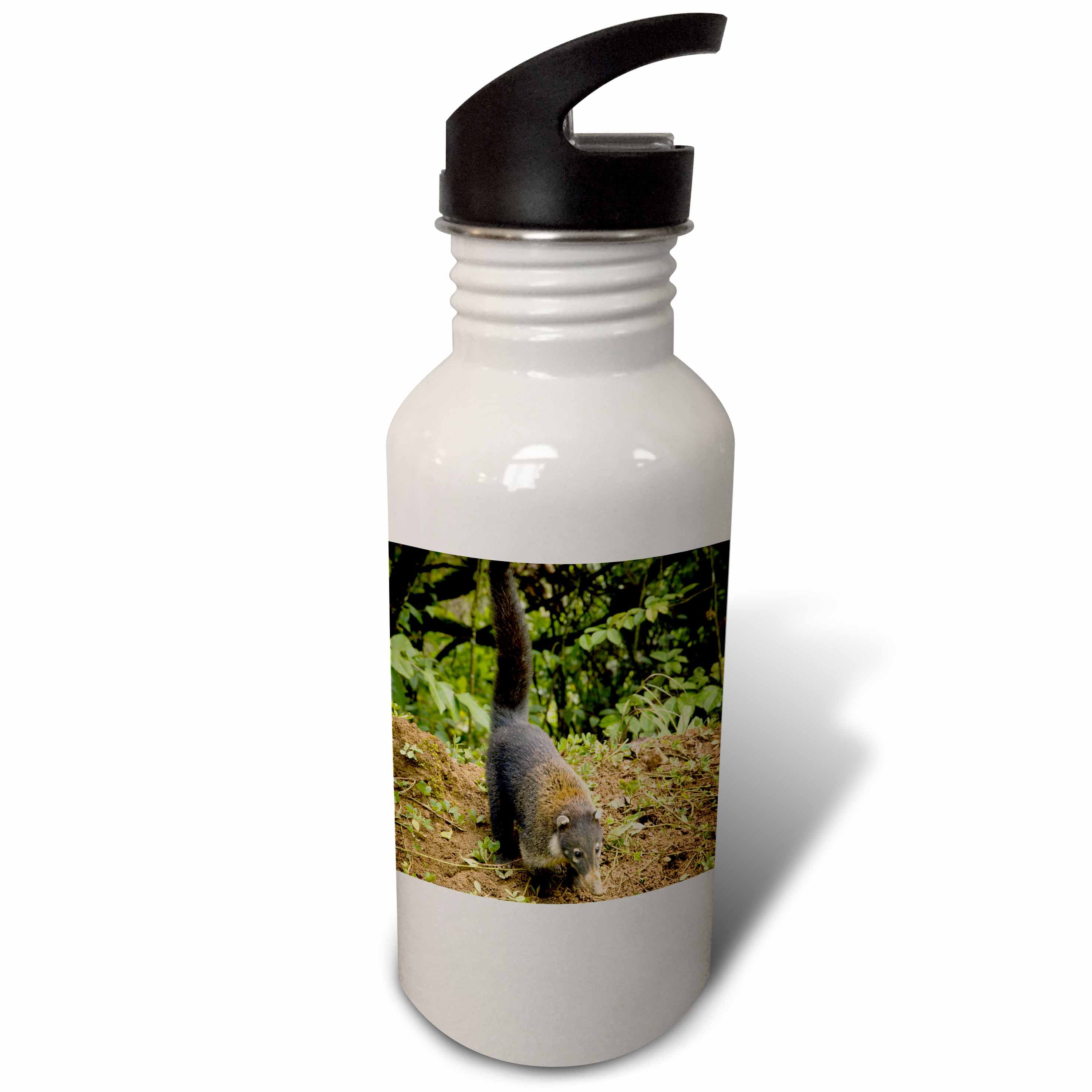 Costa Rica, La Paz area, Coatimundi wildlife - SA22 RSP0004 - Rob ...