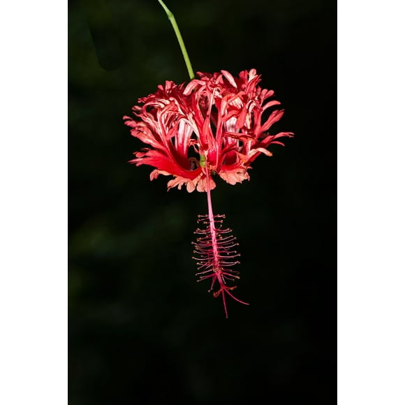 George Costanza Poster