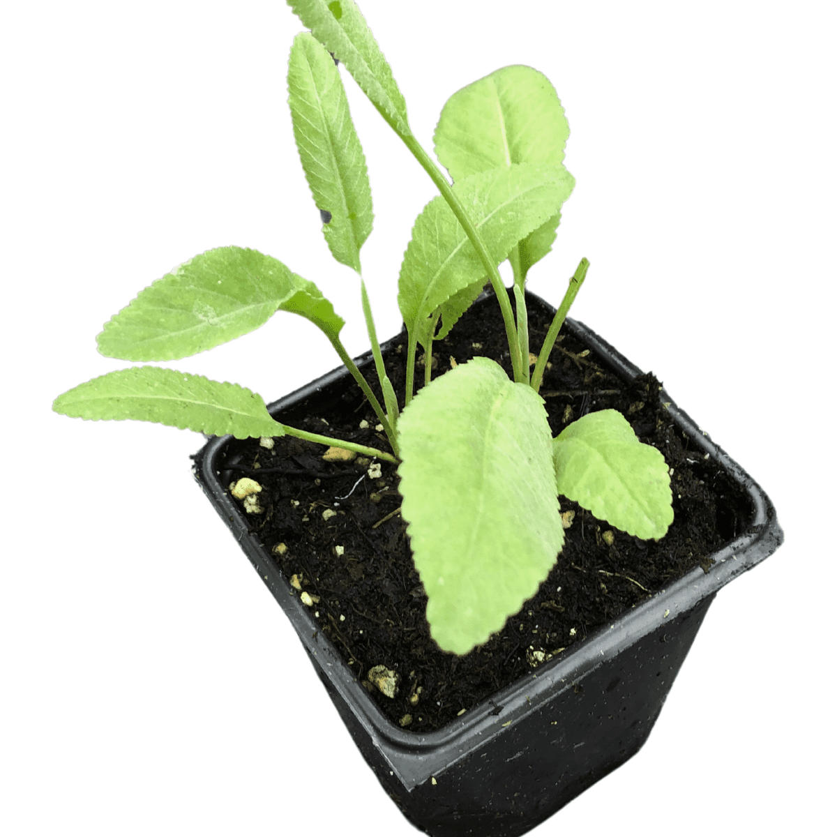 Costmary (Tanacetum balsamita) Organic Plant in 2.5-inch Pot by Smoke ...